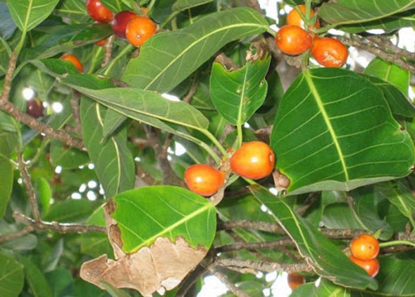 Những bài thuốc điều trị bệnh với hiệu quả bất ngờ từ cây đa lông
